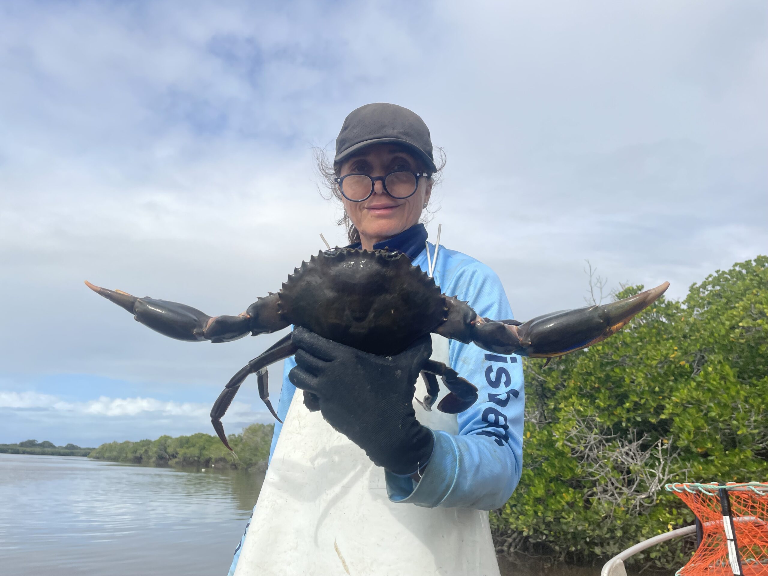 Giant mud crab numbers remain strong in Queensland
