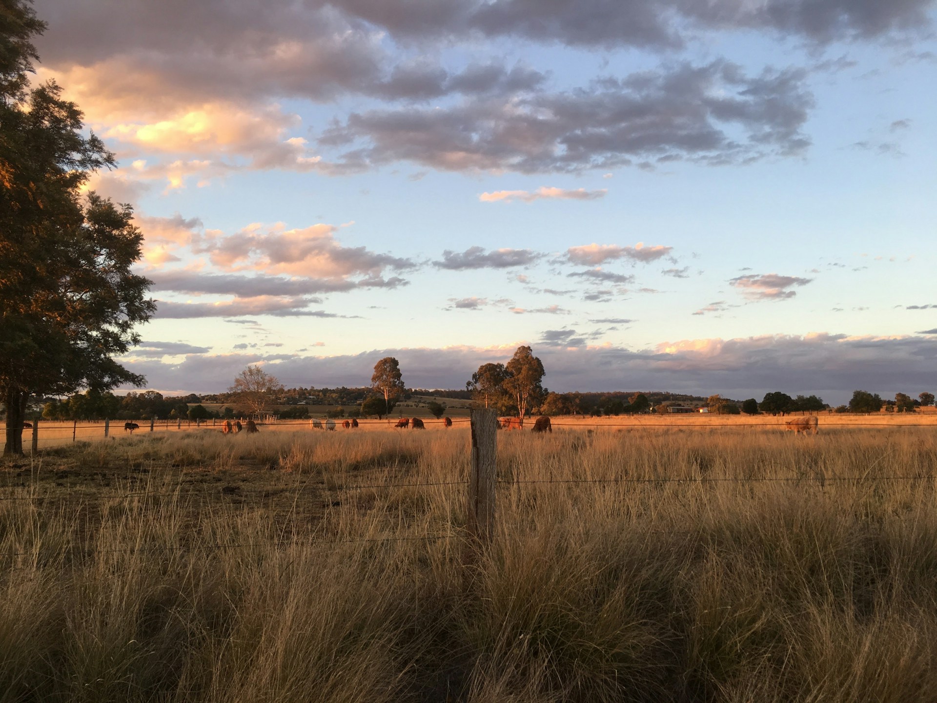 Queensland farm outlook steady heading into 2026